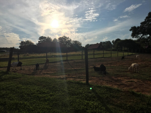 Spend the Day With Broadway’s Molly Tynes in Serenbe Playhouse’s ...