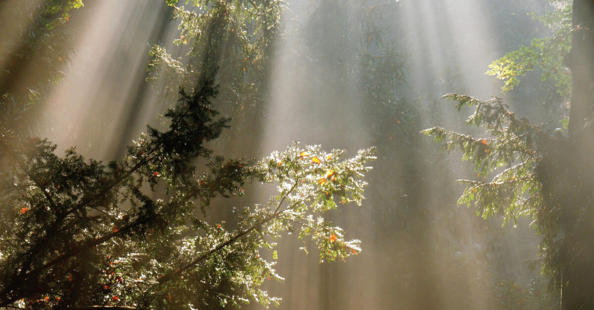 Lincoln Center's Artistic Director Jane Moss Reflects on the Endurance ...